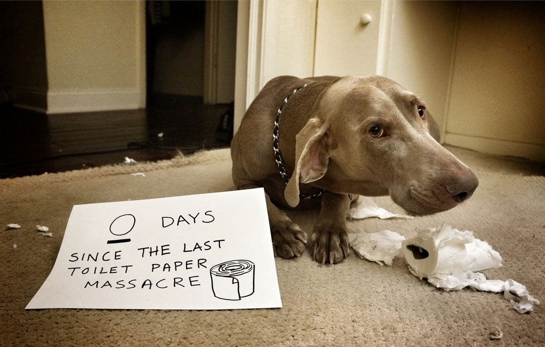 45 Adorable Guilty Dog Pics That Will Make Your Day