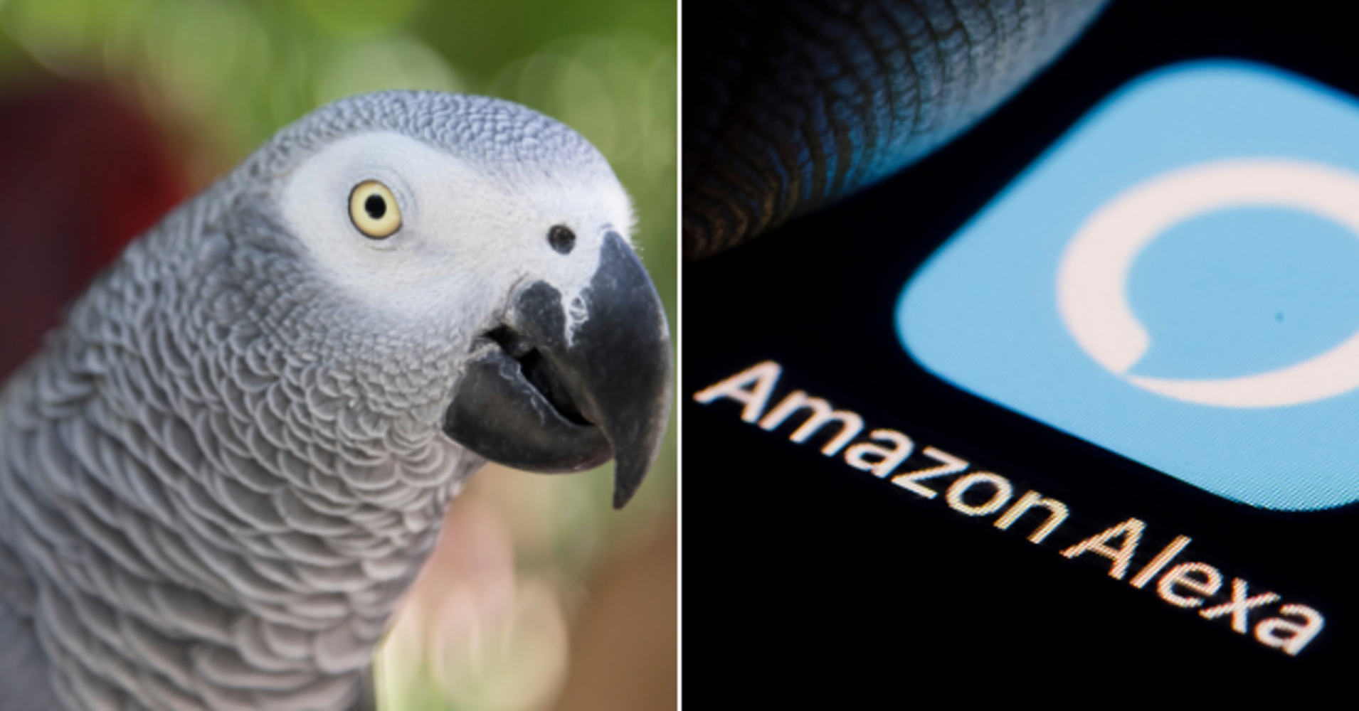 Parrot Uses Alexa to Order from Amazon